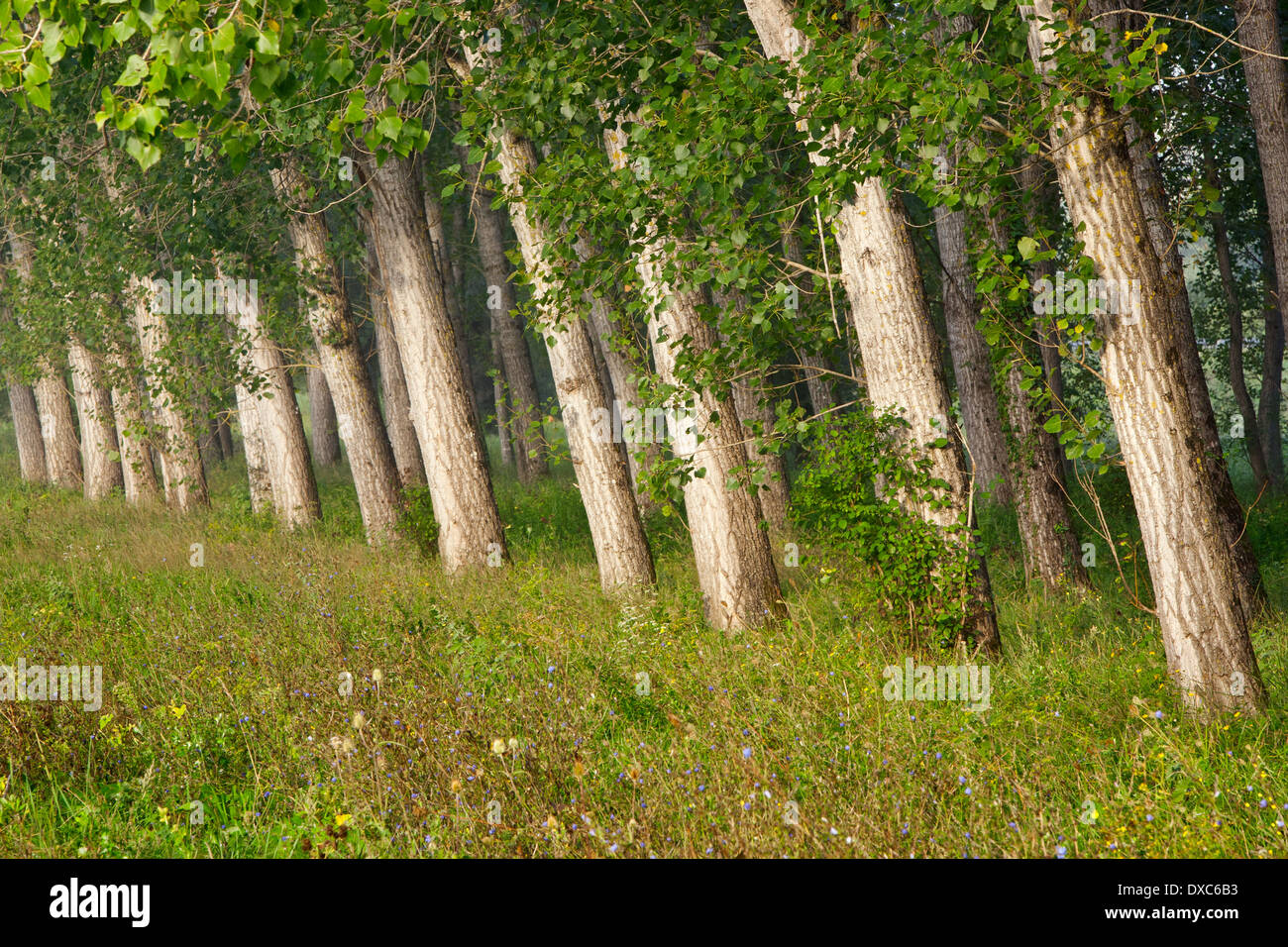 Poplar trees in line, river Mirna valley, Istria, Croatia Stock Photo ...