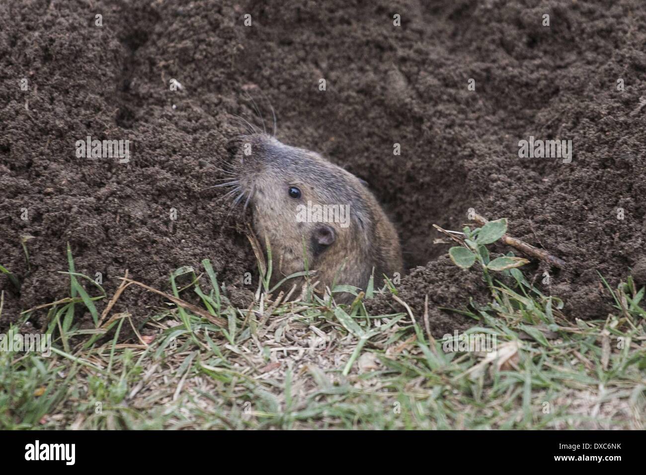 Los Angeles, California, USA. 23rd Mar, 2014. A gopher removes soil ...