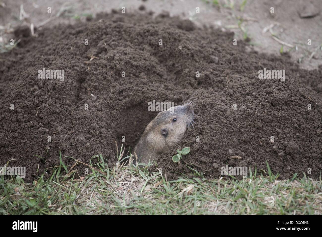 Los Angeles, California, USA. 23rd Mar, 2014. A gopher removes soil ...