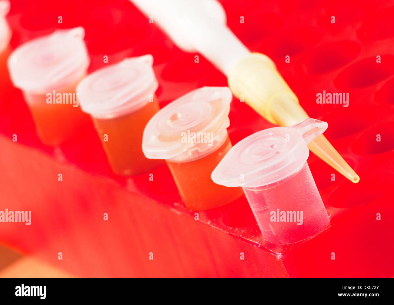 Test tubes with different colored chemicals in a plastic support and ...