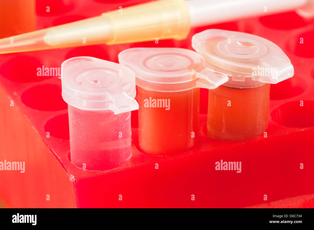 Test tubes with different colored chemicals in a plastic support and ...