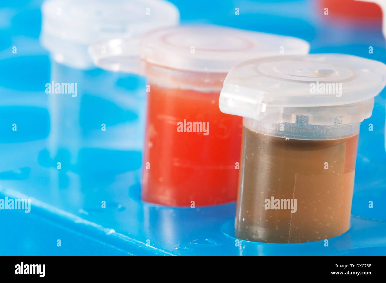 Test tubes with different colored chemicals in a plastic support Stock ...