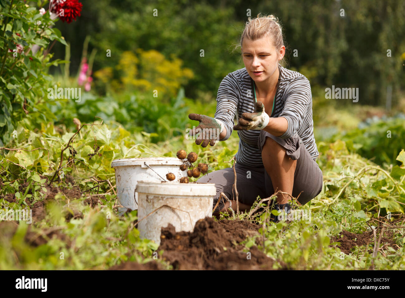 Working in garden Stock Photo - Alamy