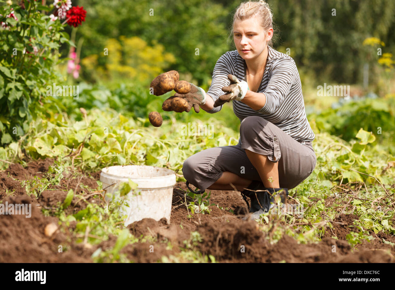 Working in garden Stock Photo - Alamy