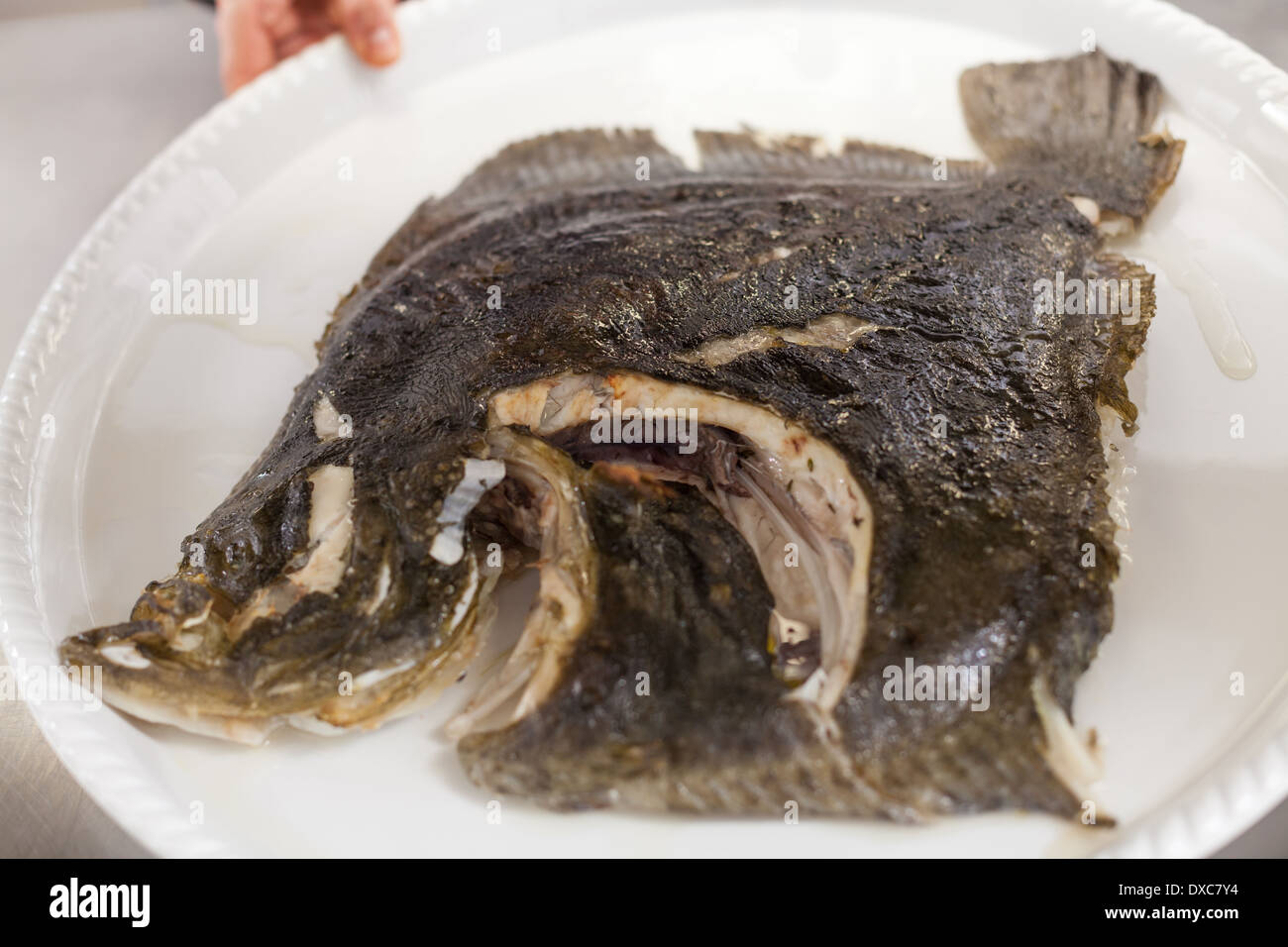 Piece of fresh fish fillet with part of the tail and fin still intact ...