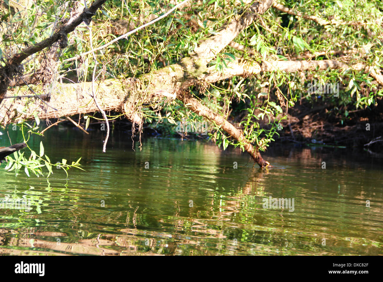 Forest river scene with trees over the water Stock Photo - Alamy