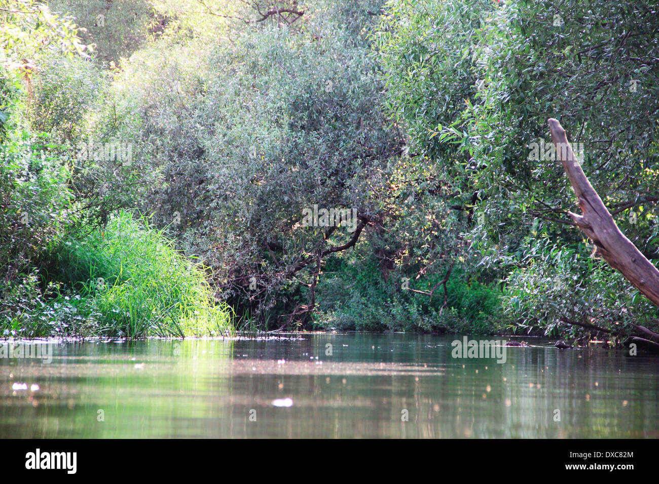 Forest river scene with trees over the water Stock Photo - Alamy