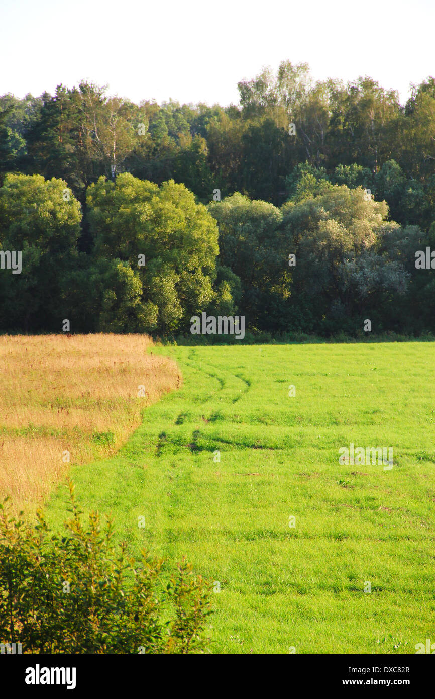 Green field and agriculture with forest landscape Stock Photo - Alamy
