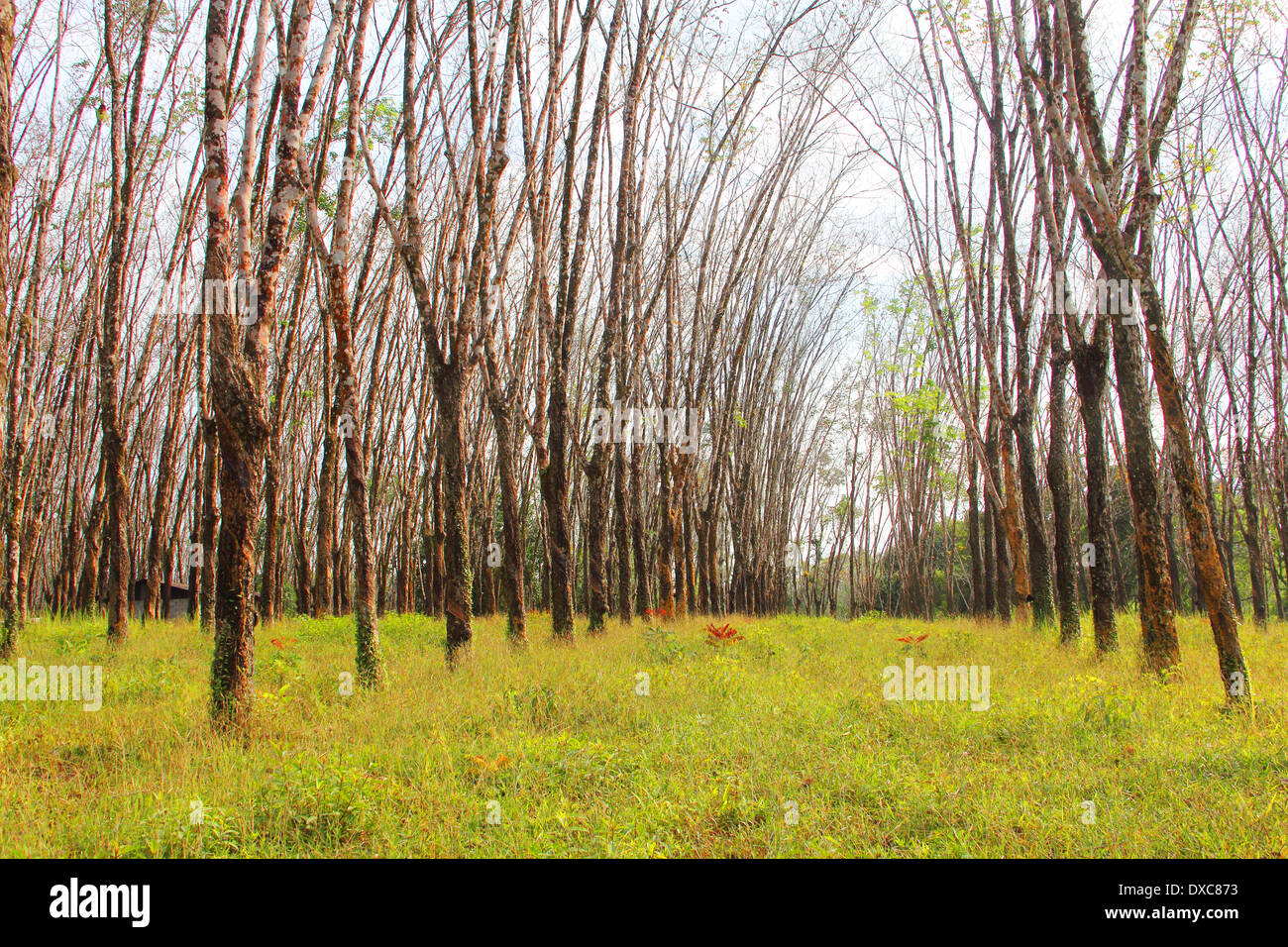 Rubber plant plantation with rows of cultivated trees Stock Photo - Alamy