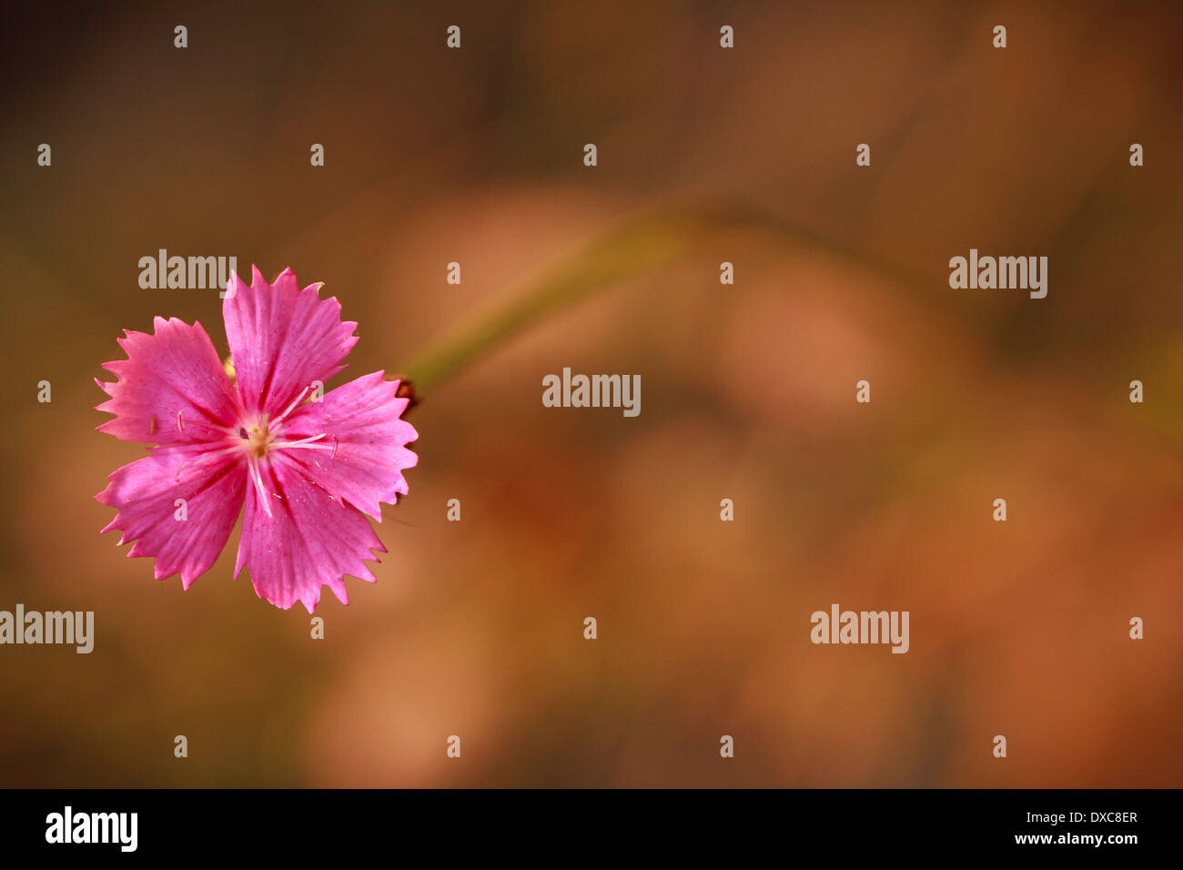 Glade flower hi-res stock photography and images - Alamy