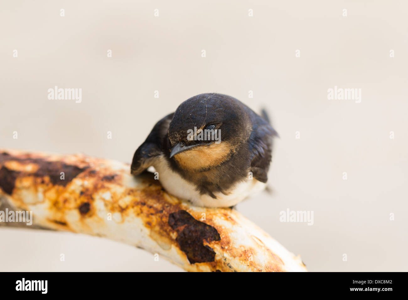Swallow bird wildlife in nature Stock Photo - Alamy