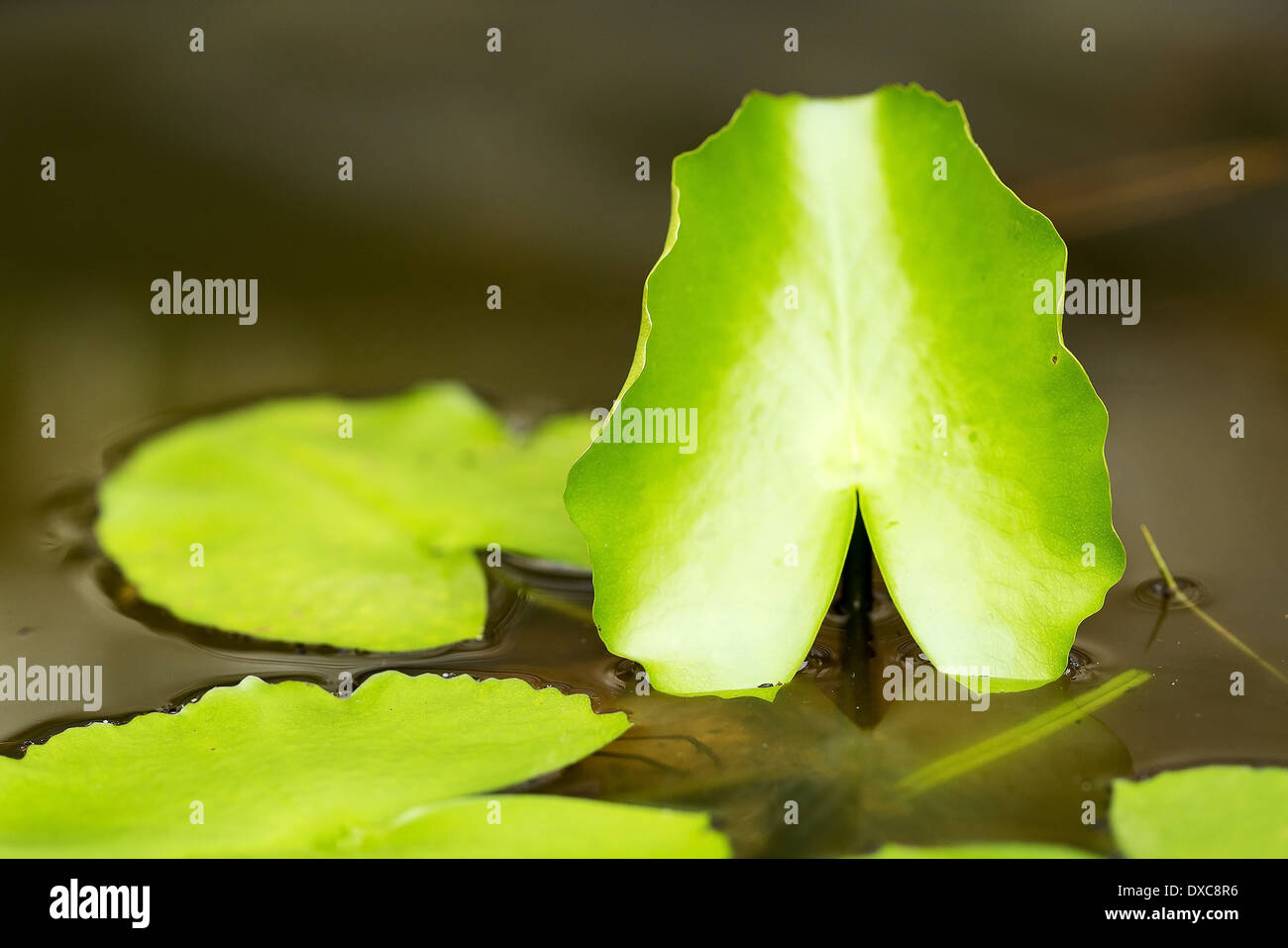 Leaf of water lily or lotus flower Stock Photo - Alamy