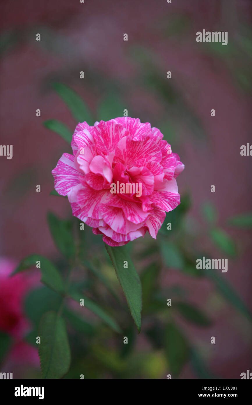 Pink rose, Ranchi, Jharkhand, India Stock Photo - Alamy