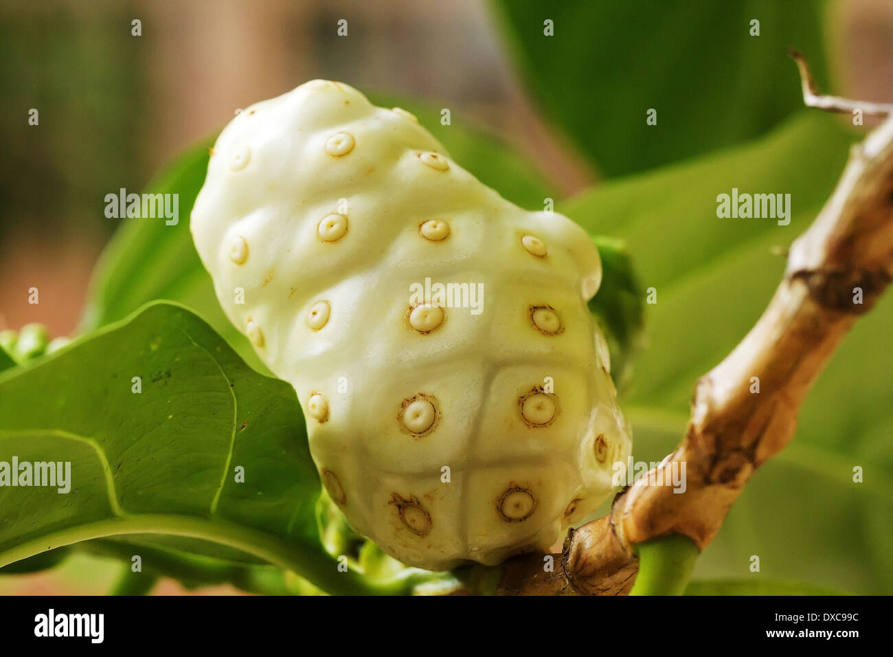 Morinda citrifolia l indian mulberry hi-res stock photography and ...