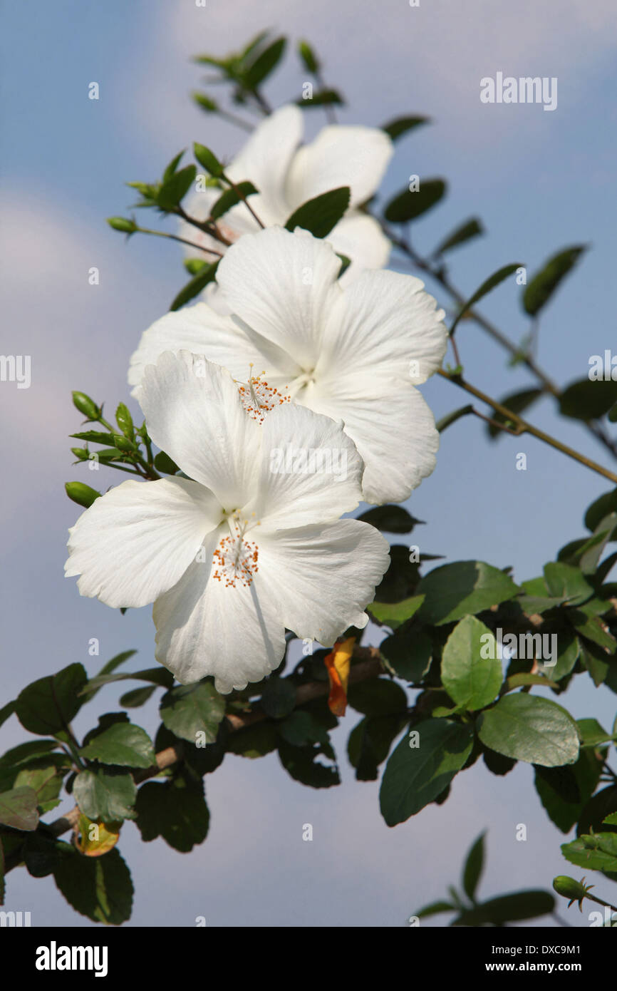 India hibiscus flowers hi-res stock photography and images - Alamy