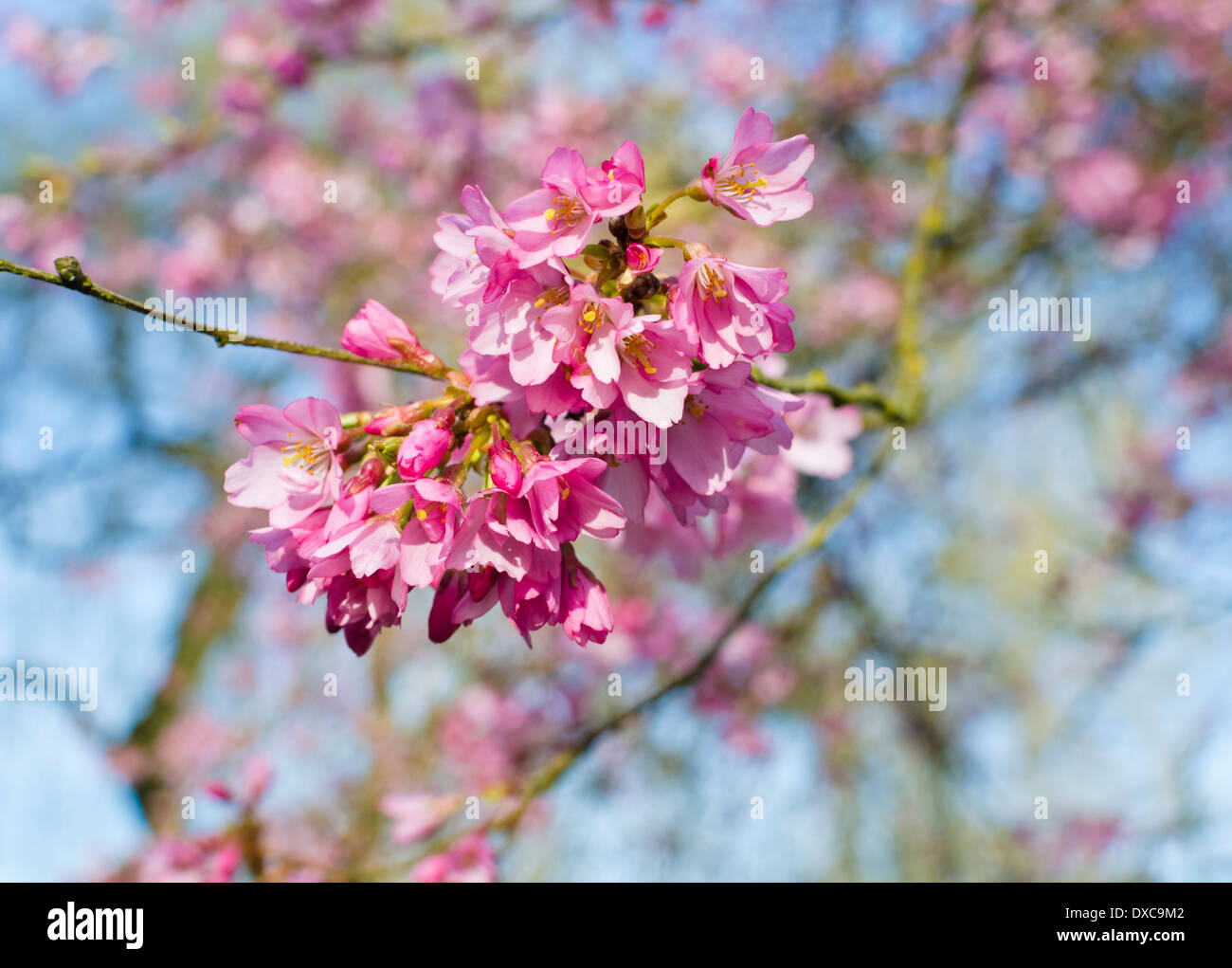 Closeup of opening pink cherry blossoms at the end of a branch. Blue ...
