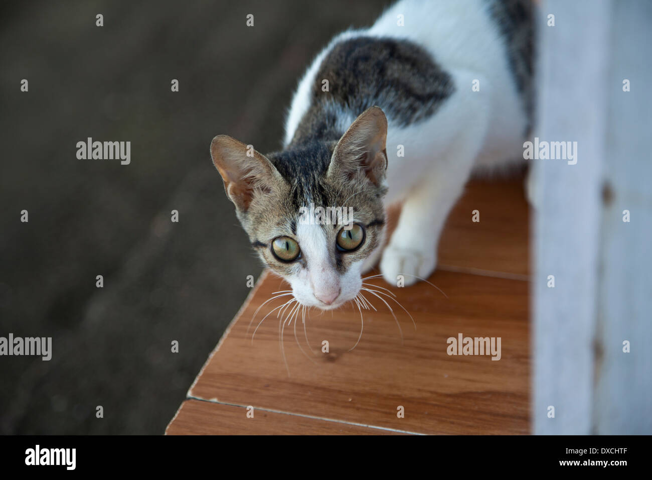 Indian cat hi-res stock photography and images - Alamy