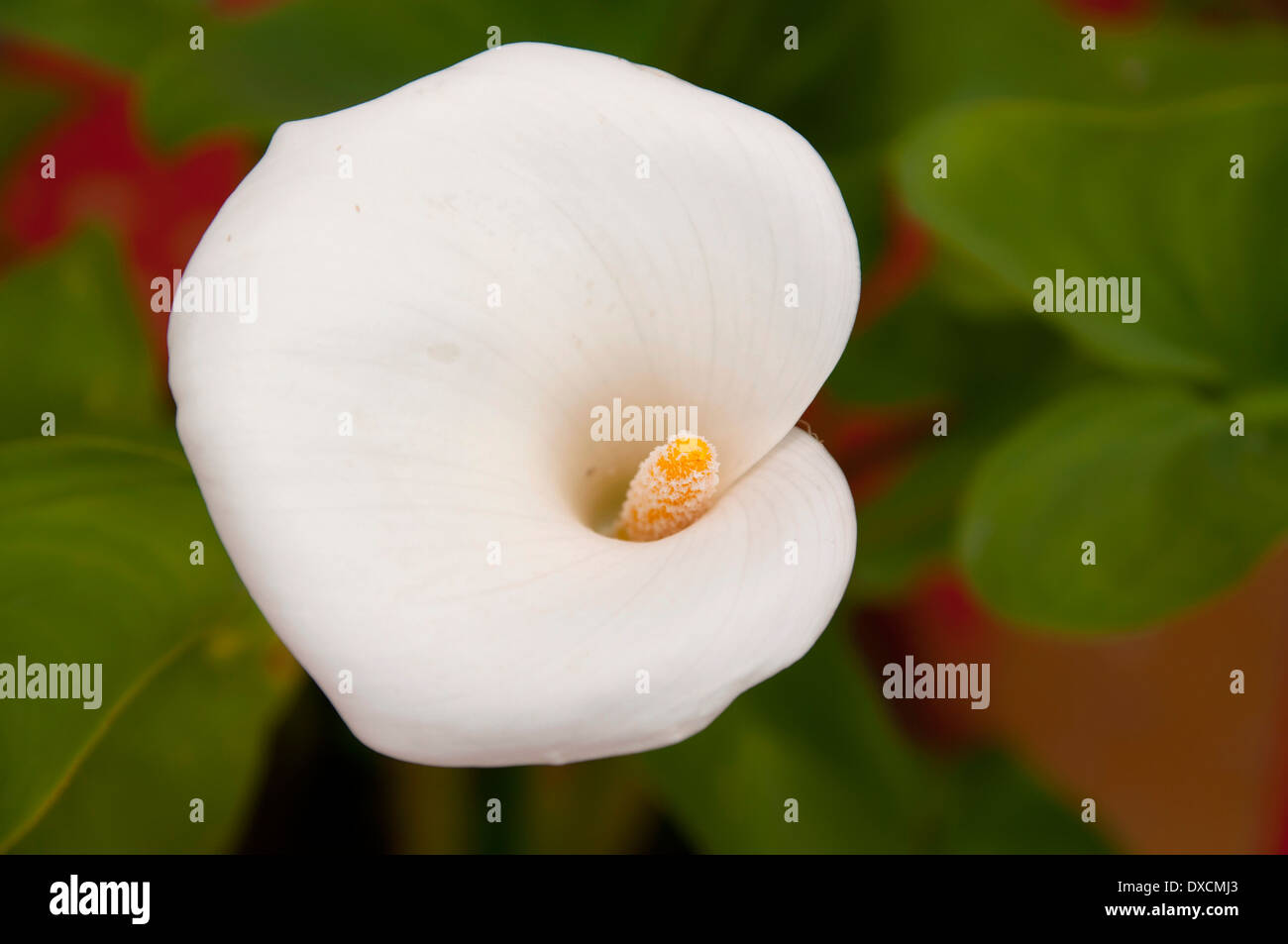 Red and yellow calla hi-res stock photography and images - Alamy
