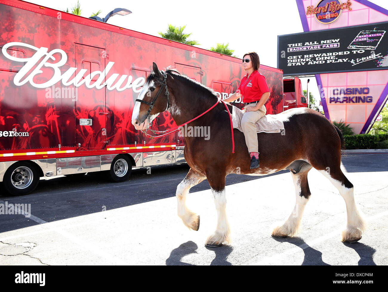 Kat Cockell, Budweiser Clydesdale Sammy Budweiser Clydesdales make a ...