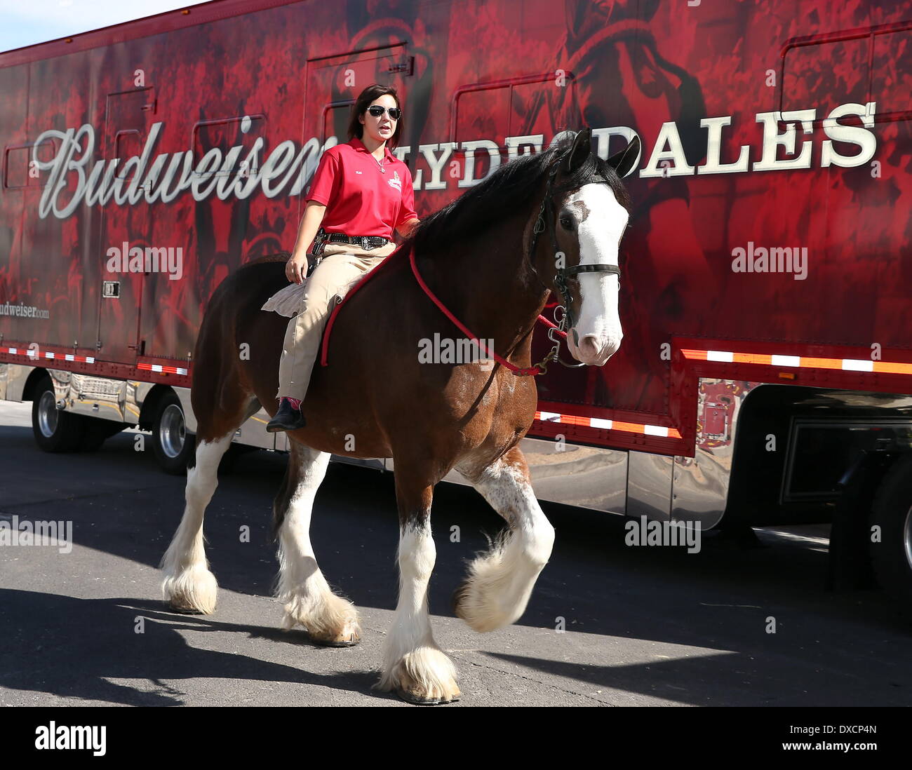 Kat Cockell, Budweiser Clydesdale Sammy Budweiser Clydesdales make a ...