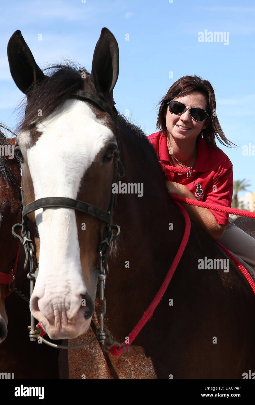 Kat Cockell, Budweiser Clydesdale Sammy Budweiser Clydesdales make a ...