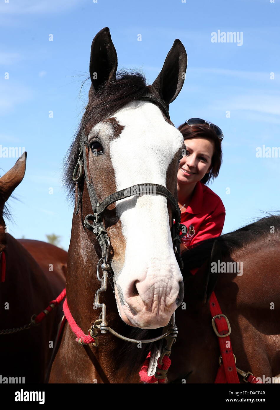 Kat Cockell, Budweiser Clydesdale Sammy Budweiser Clydesdales make a ...