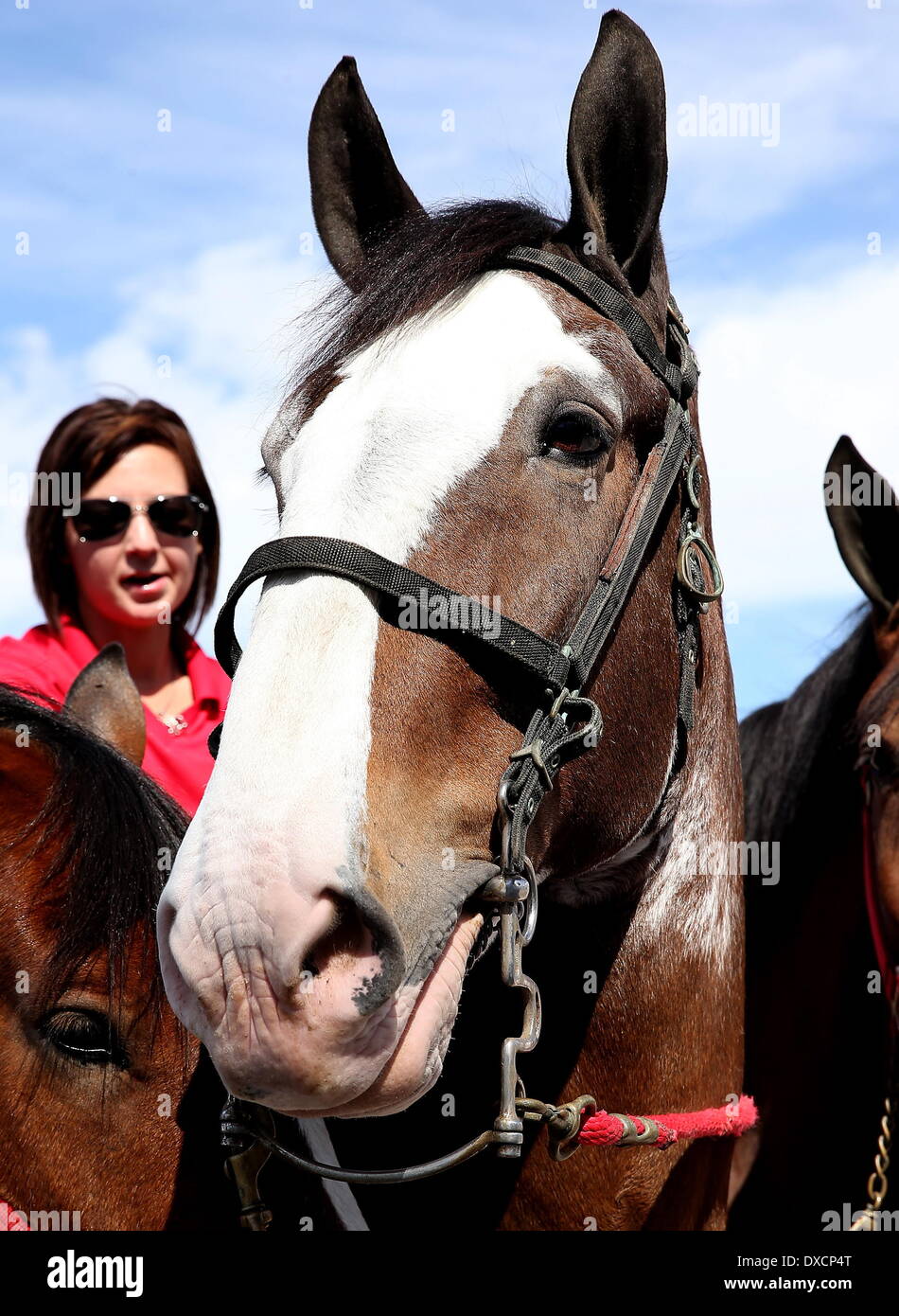 Kat Cockell, Budweiser Clydesdale Sammy Budweiser Clydesdales make a ...