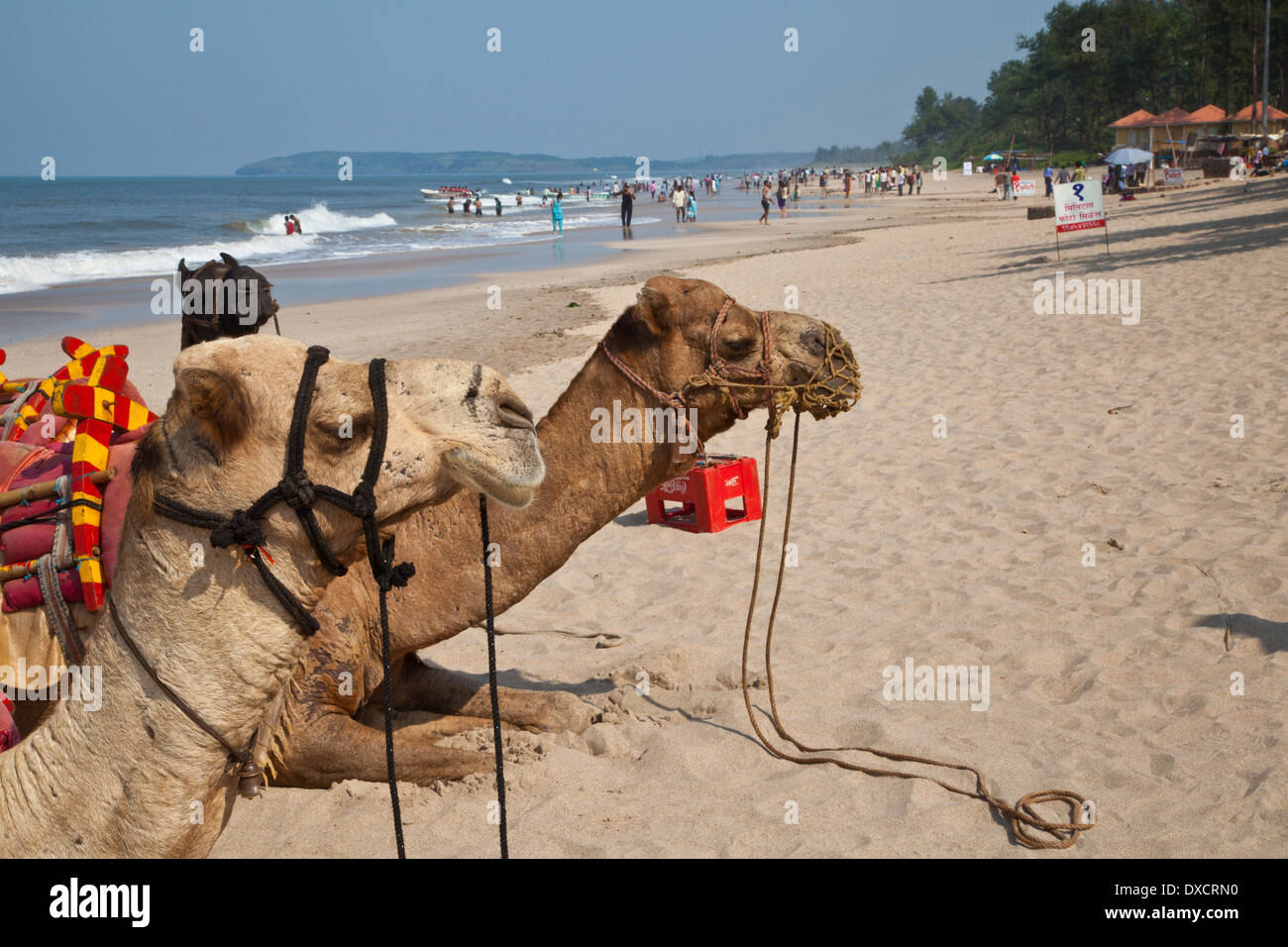 Camel and boat rides at Ganpatipule Beach, Konkan Coast, Maharashtra ...