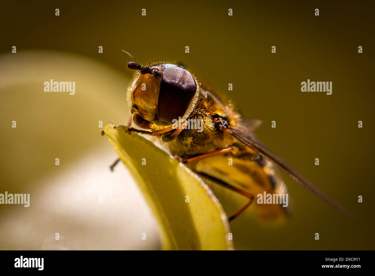 Diptera life cycle hi-res stock photography and images - Alamy