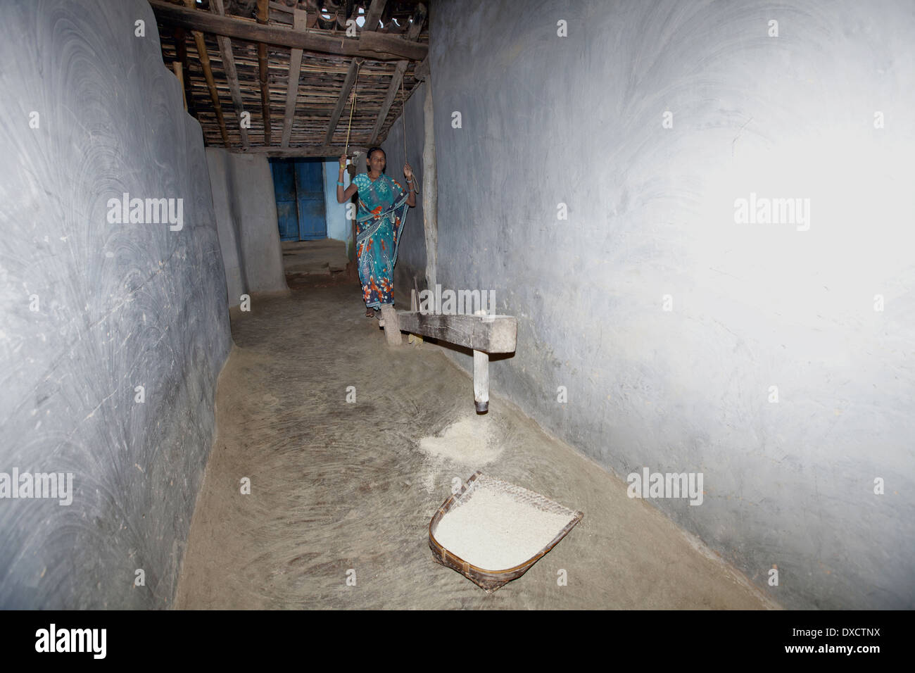A woman using Dheki, a traditional wooden rice thrasher. Munda tribe ...