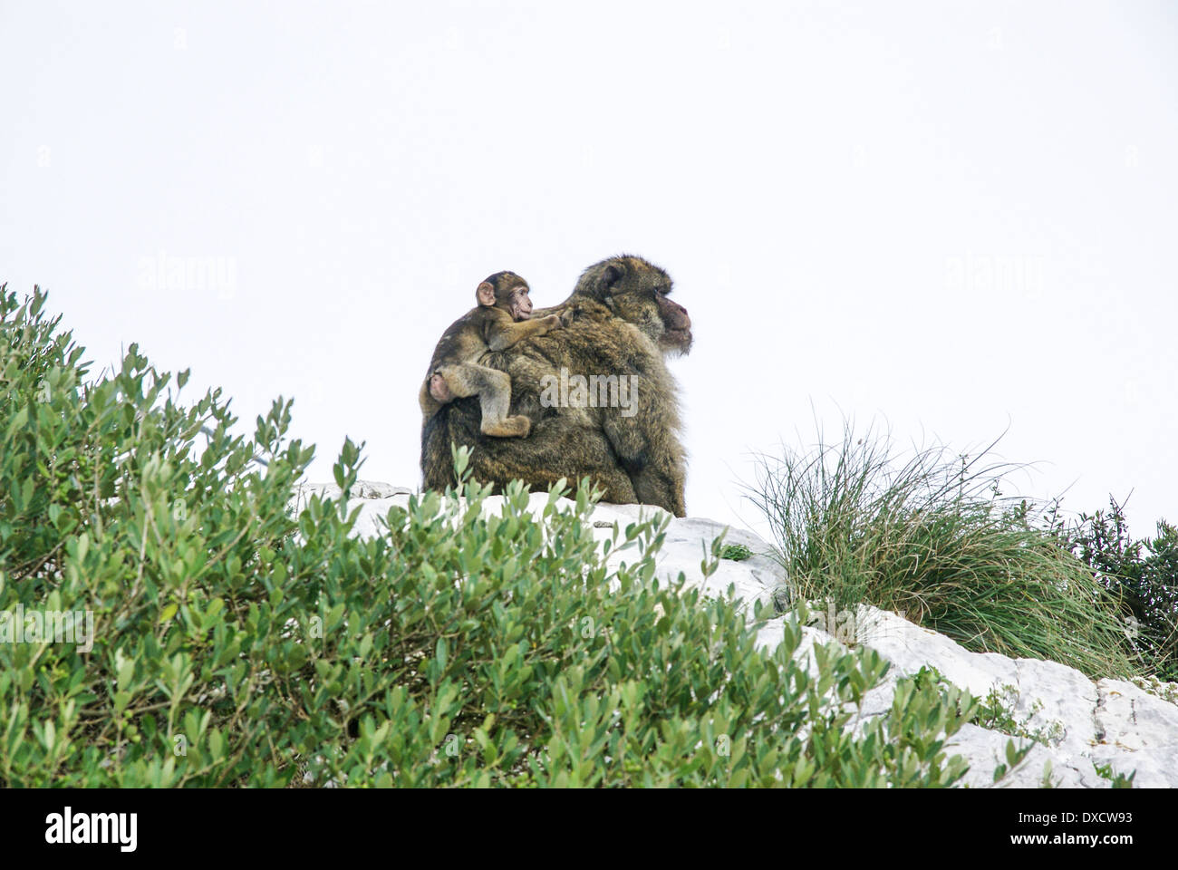 Gibraltar, Barbary Macaque (Macaca sylvanus Stock Photo - Alamy