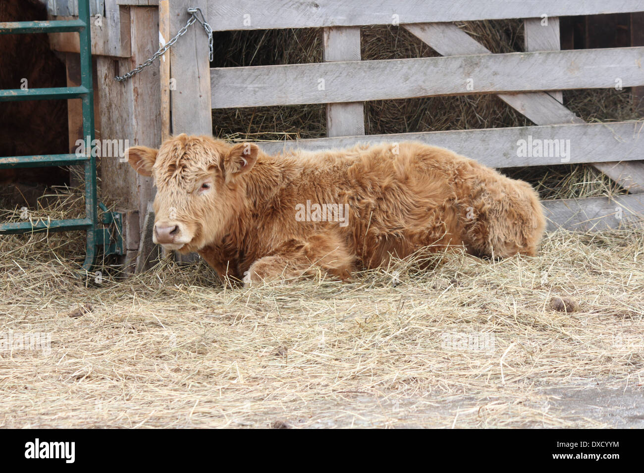 Young brown bull hi-res stock photography and images - Alamy