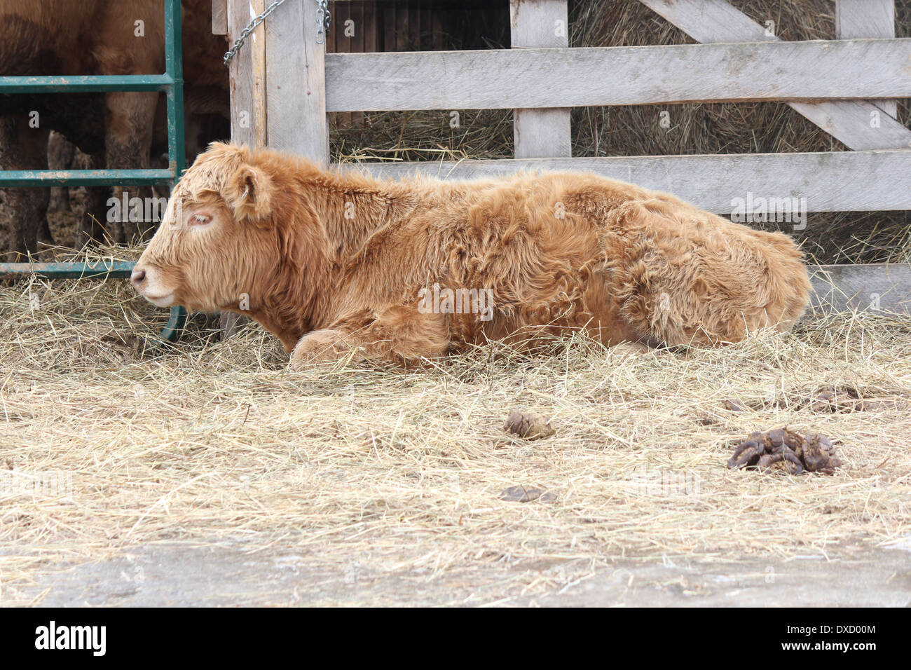 Young brown bull hi-res stock photography and images - Alamy