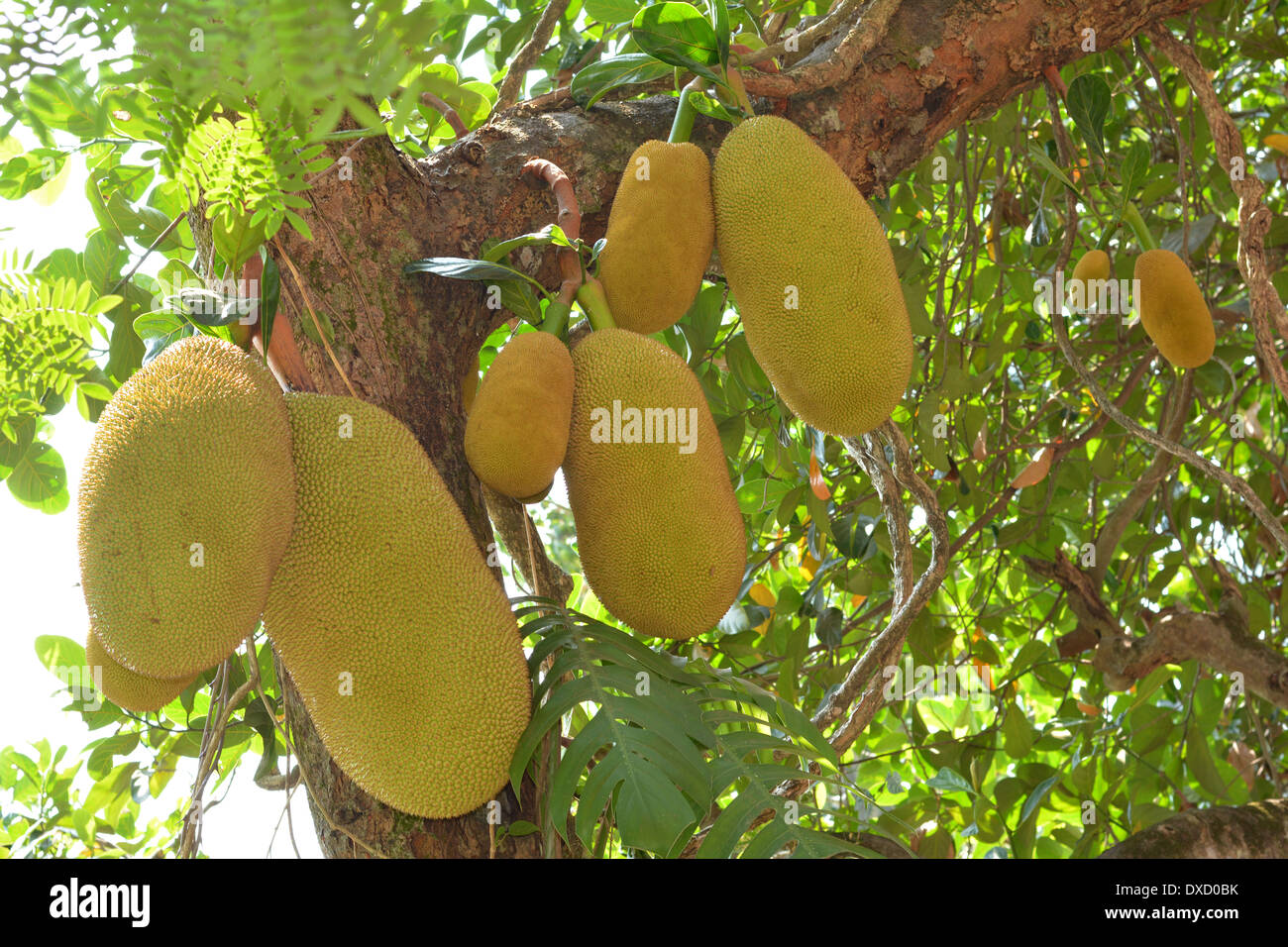 Fruit peduncle hi-res stock photography and images - Alamy