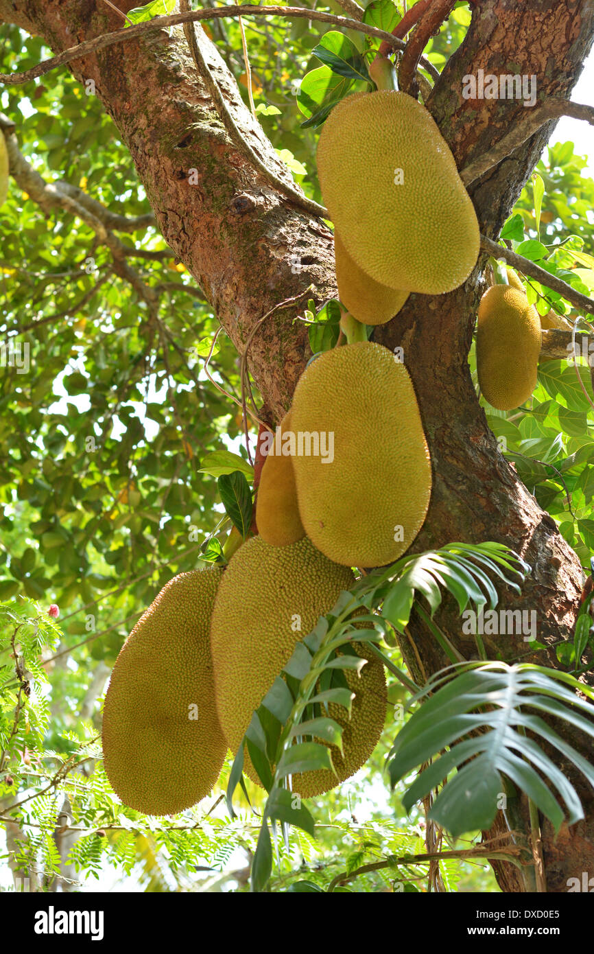 Fruit peduncle hi-res stock photography and images - Alamy
