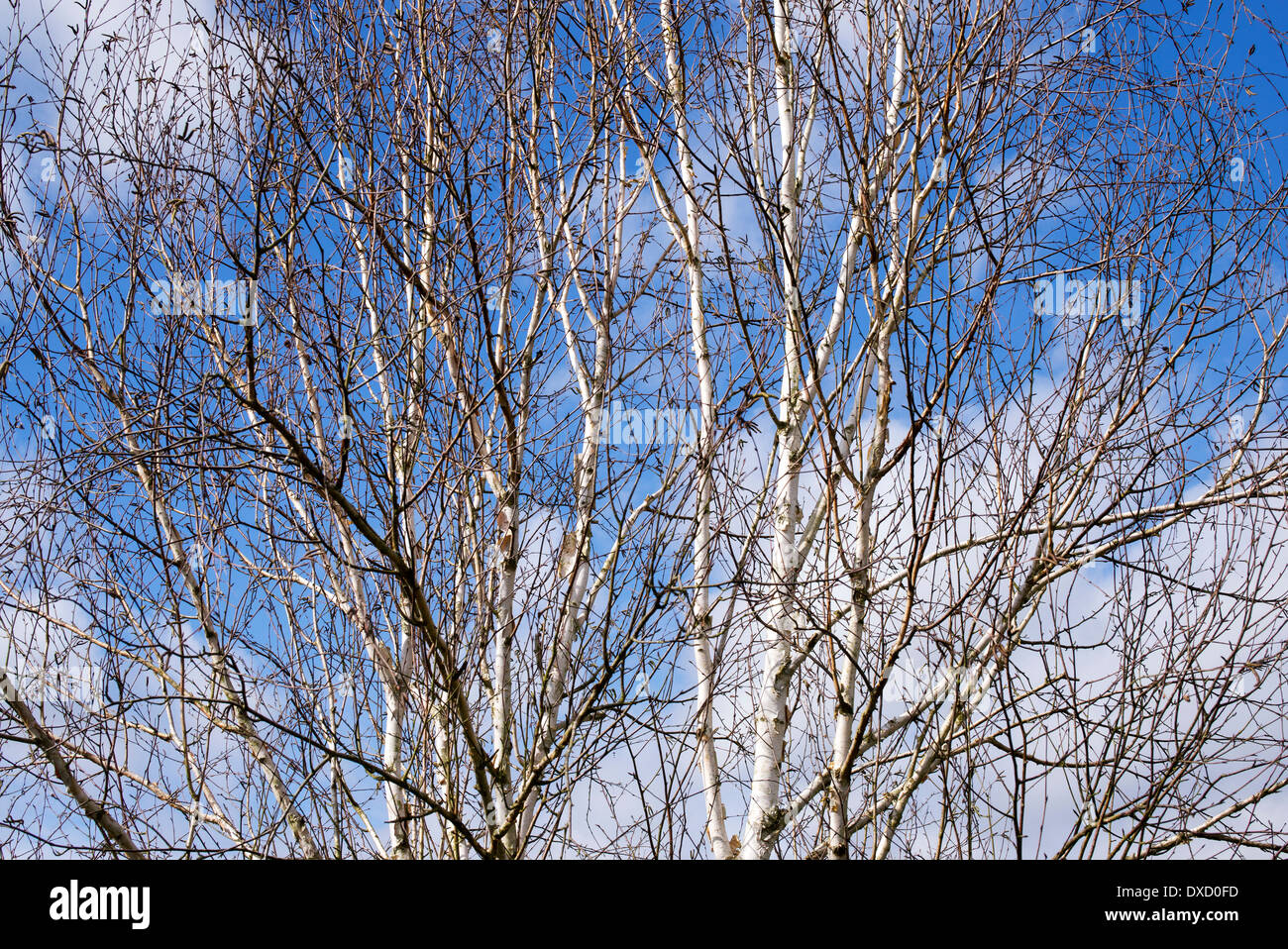 Himalayan birch tree hi-res stock photography and images - Alamy