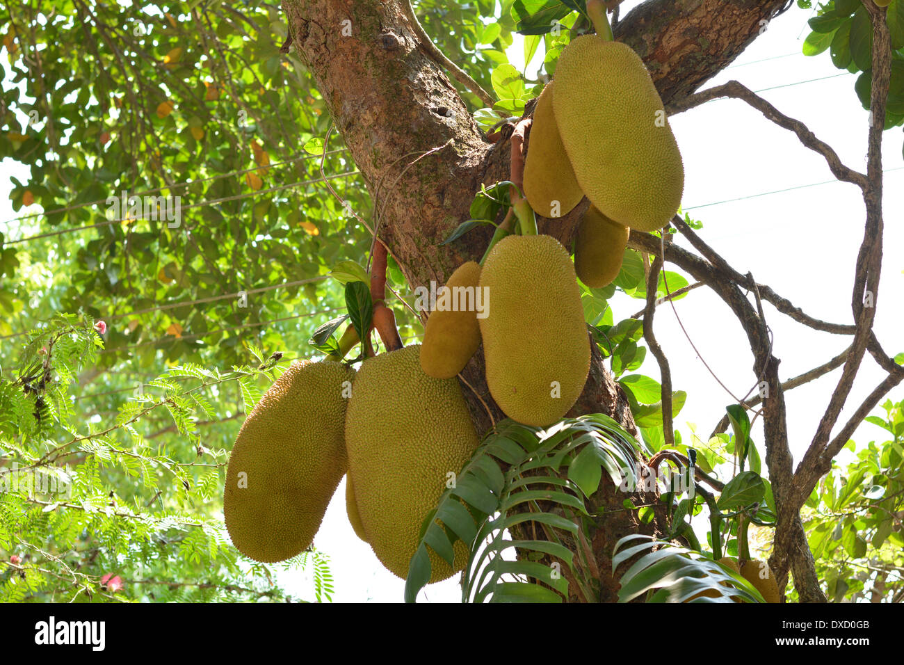 Standard fruit tree hi-res stock photography and images - Alamy