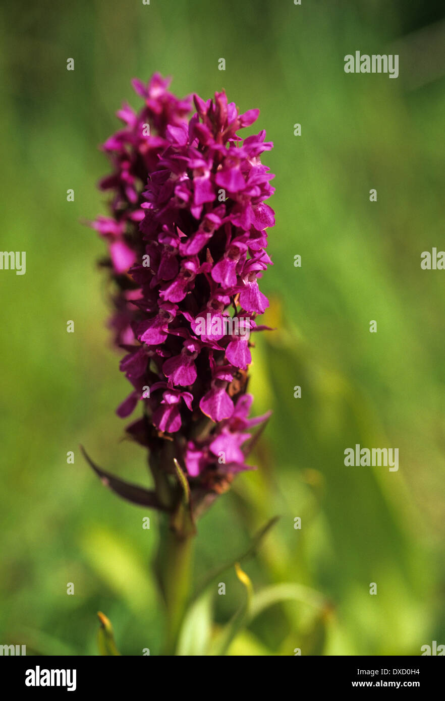 Weed orchid hi-res stock photography and images - Alamy