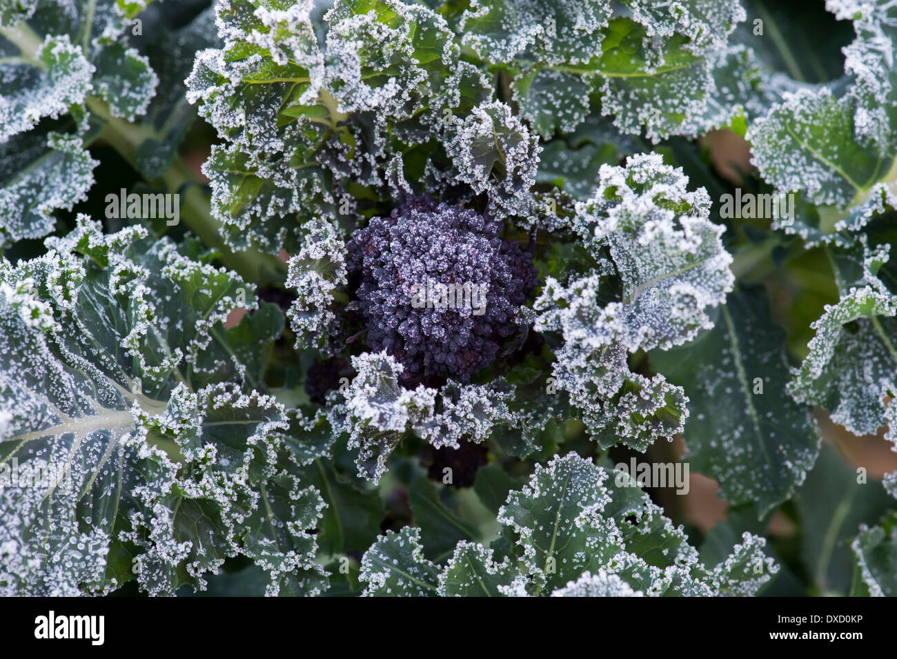 Early purple sprouting broccoli covered in frost in a vegetable garden ...