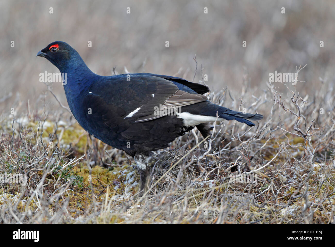 Male Black Grouse in heather Stock Photo - Alamy