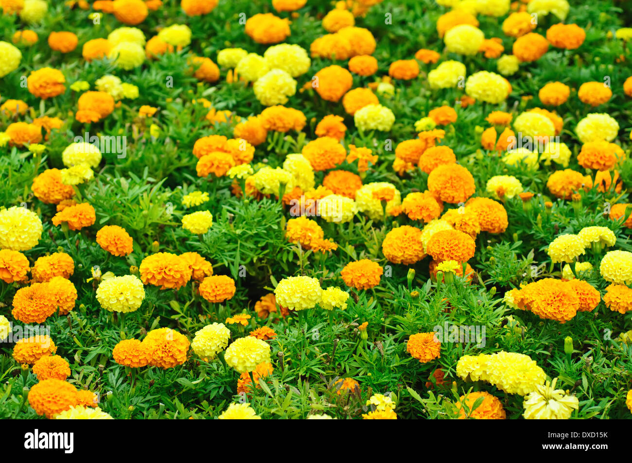 Calendula flowers field Stock Photo - Alamy