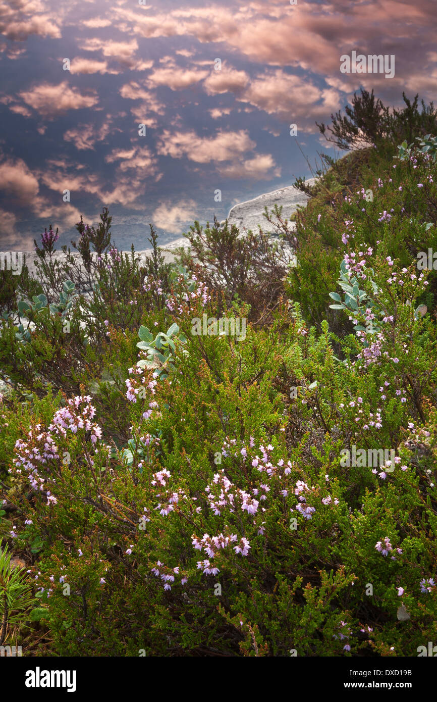 Heather surface hi-res stock photography and images - Alamy