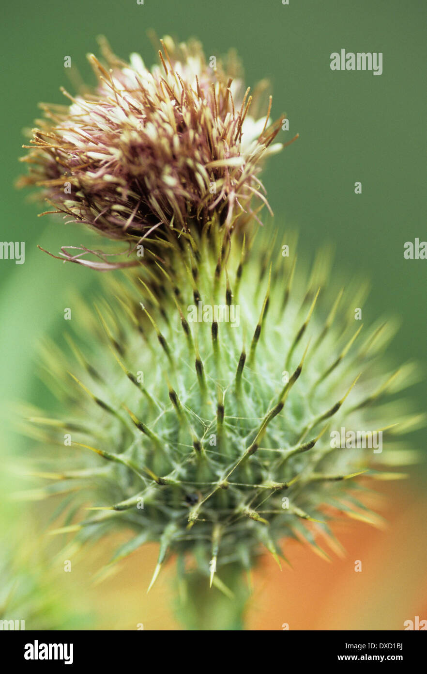 Editorial image of a thistle head Stock Photo - Alamy