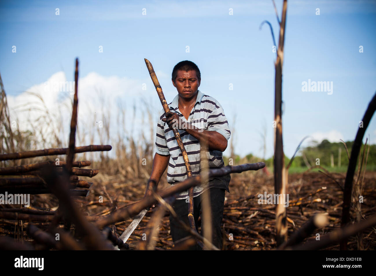 A sugar cane farmer harvests sugarcane on a plantation in Belize. The ...