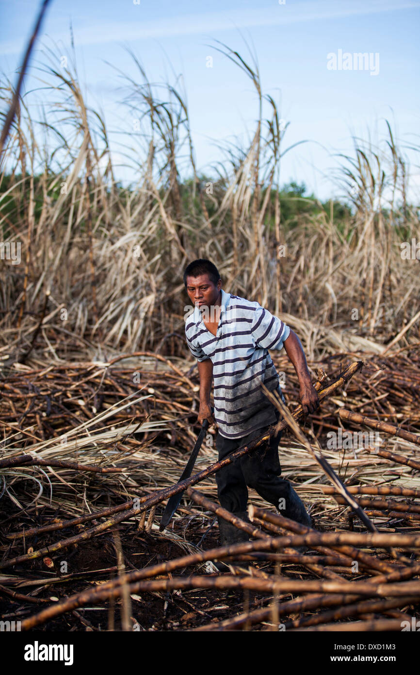 A sugar cane farmer harvests sugarcane on a plantation in Belize. The ...