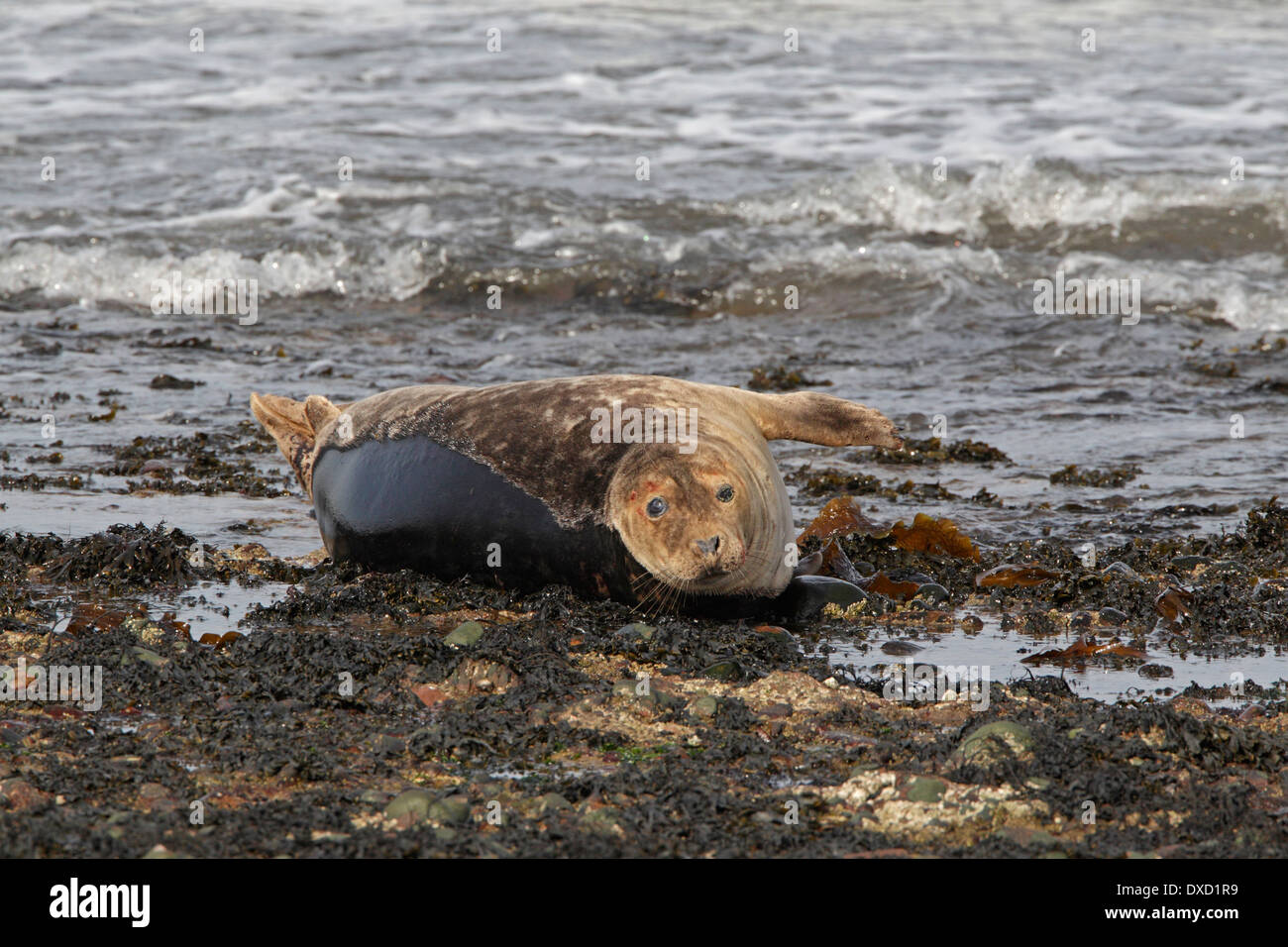 Moulting hi-res stock photography and images - Alamy