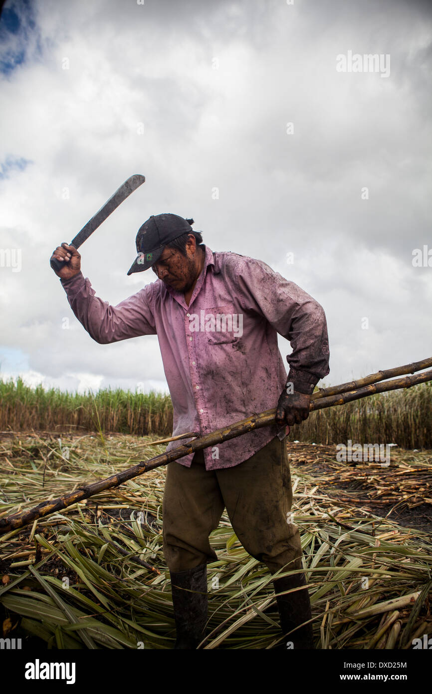 A sugar cane farmer harvests sugarcane on a plantation in Belize. The ...
