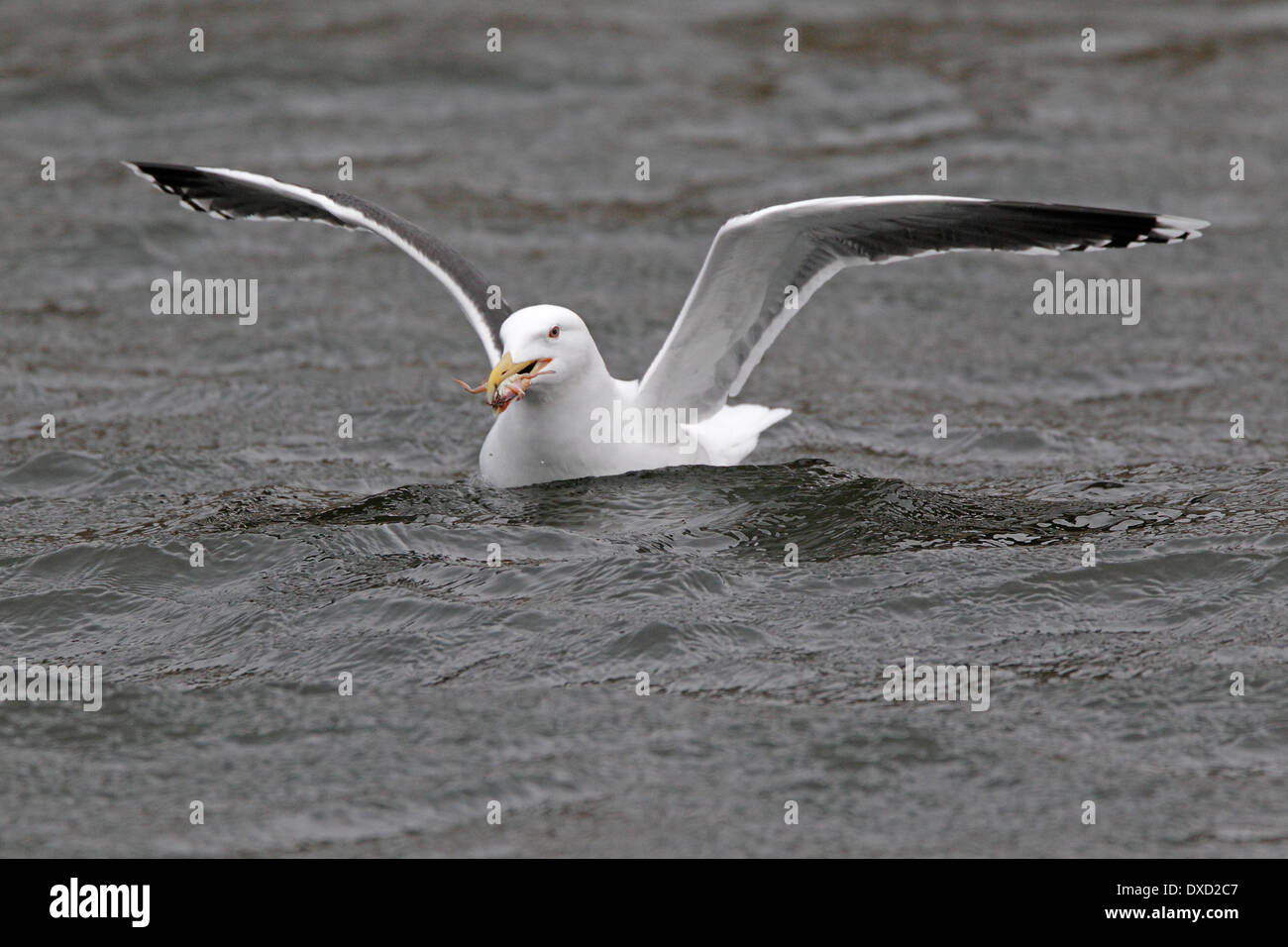 Adult Lesser Black-backed Gull eating a crab Stock Photo - Alamy