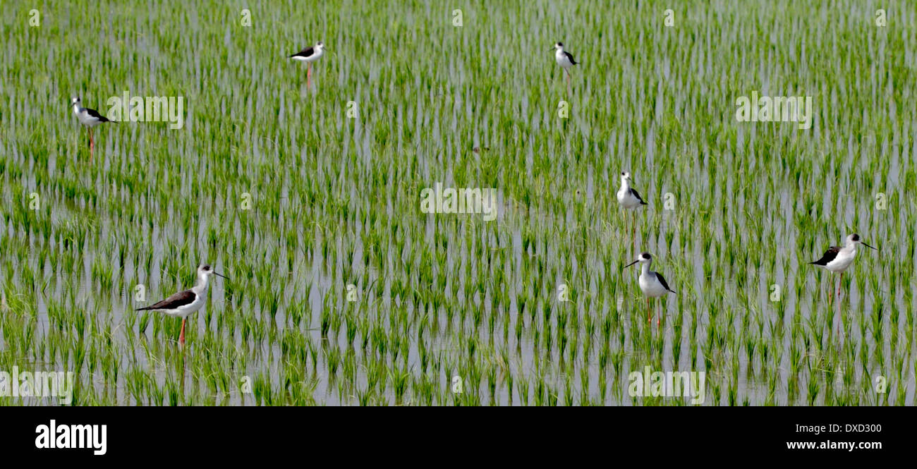 Birds on rice field in hi-res stock photography and images - Alamy
