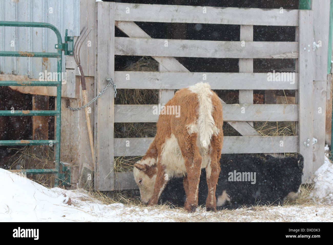 Young brown bull standing and black bull laying in the snow on the ...